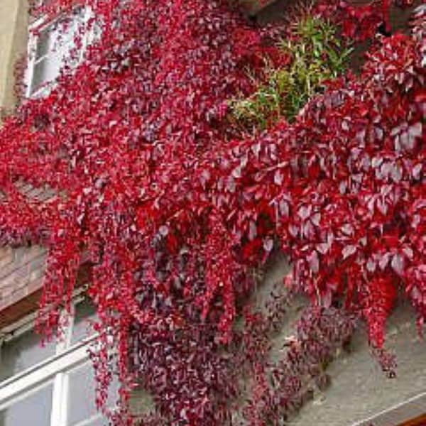 Virginia Creeper - Etsy