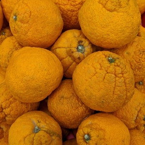 Florida Only!! Shiranui Mandarin Tree, Dekopon, Grafted, 12-24 Inches ...