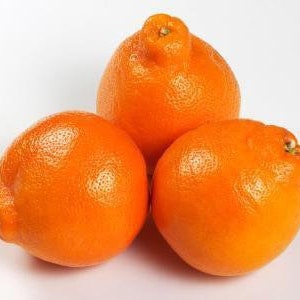 Minneola Tangelo Tree, 2-3 Feet Tall, Grafted, No Ship Al, Az, Ca, Fl ...