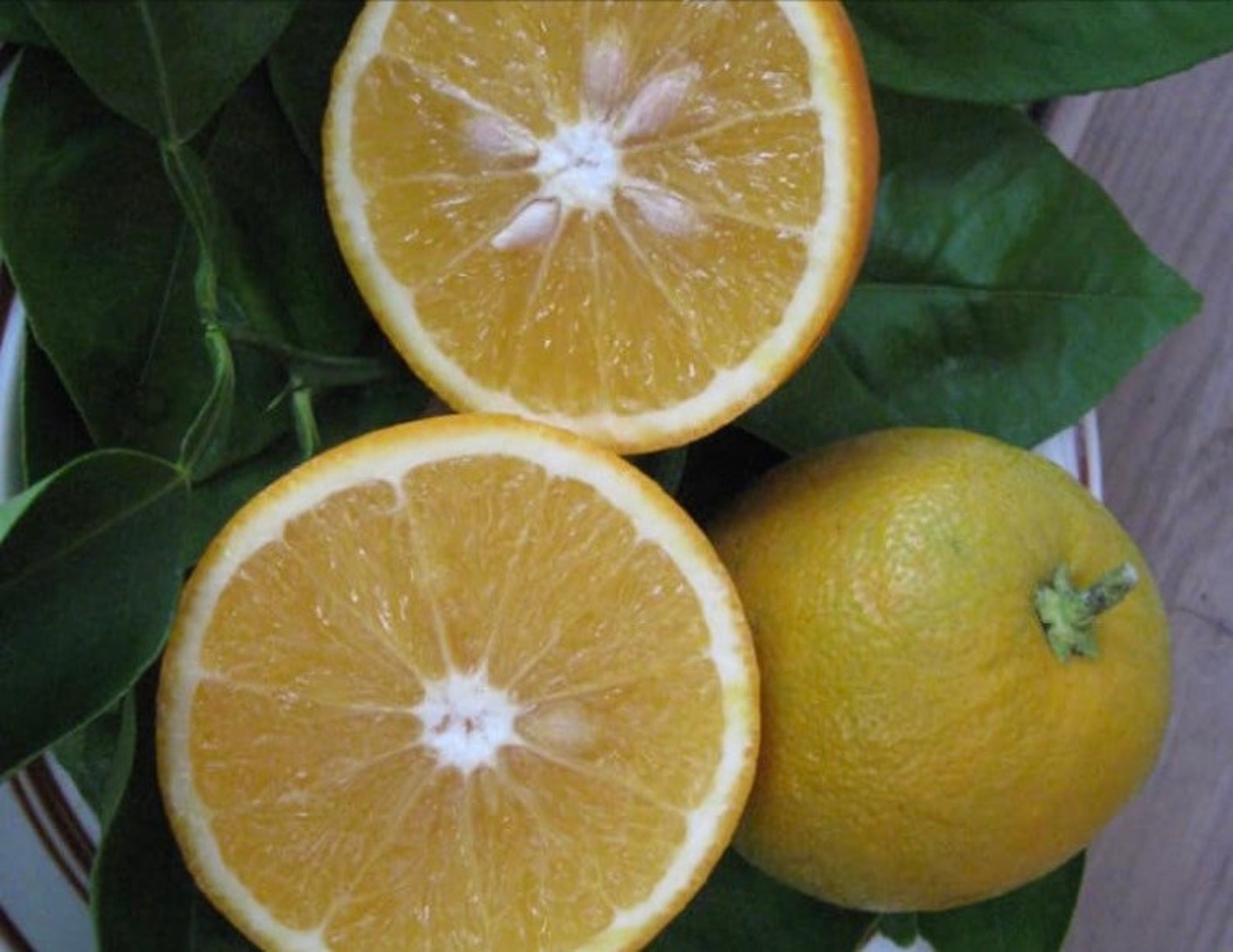 For Florida Only!! 18-26" Tall Hamlin (louisiana) Sweet Orange Tree ...