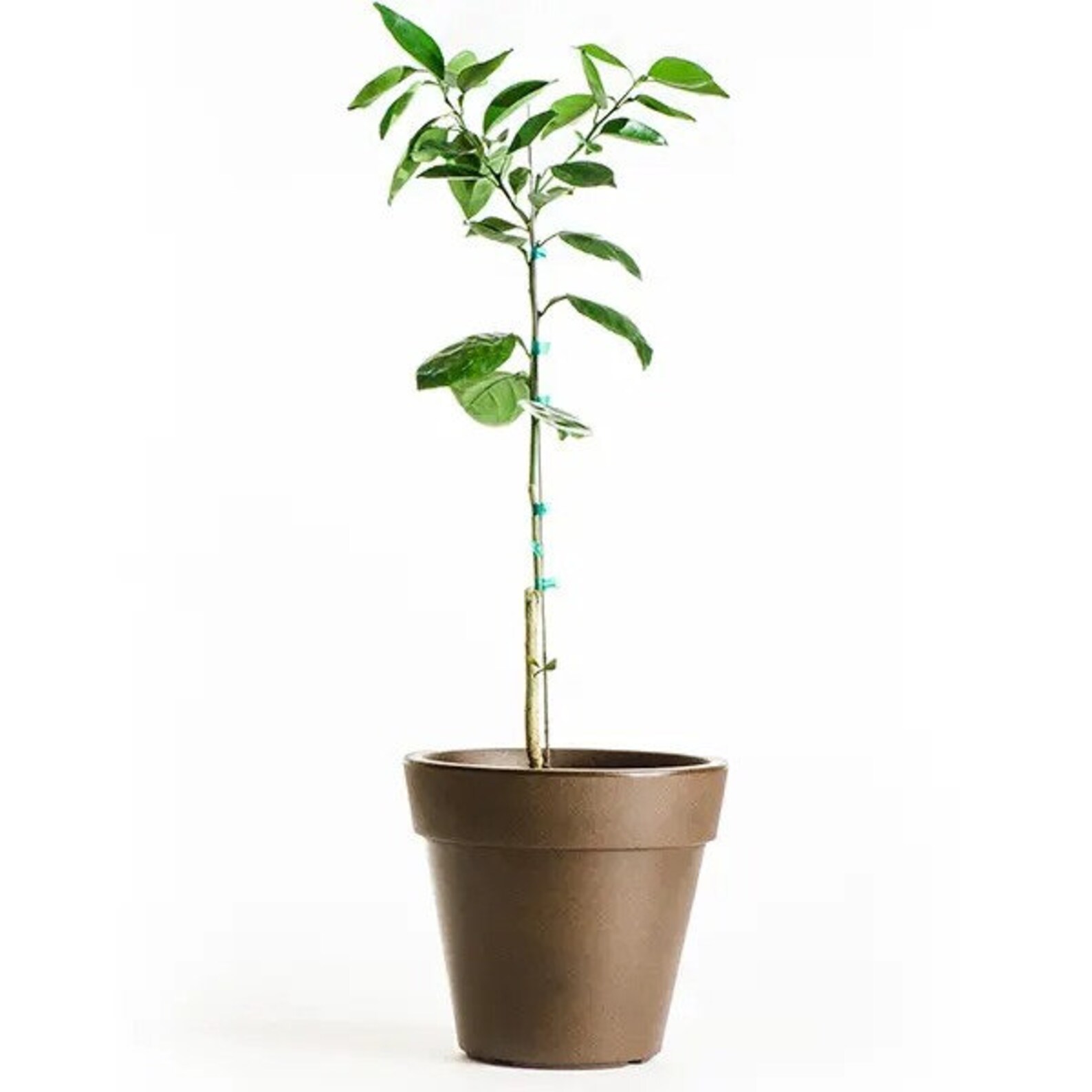 For Florida Only!! 18-26" Tall Hamlin (louisiana) Sweet Orange Tree ...