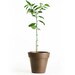 For Florida Only!! 18-26" Tall Hamlin (louisiana) Sweet Orange Tree ...