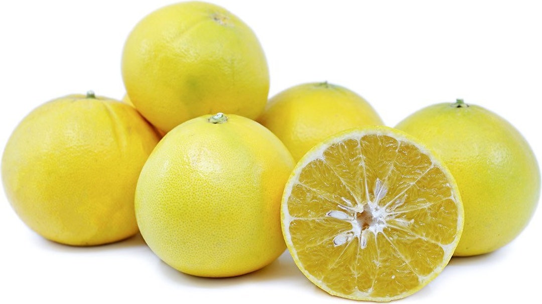 Cocktail Grapefruit Tree, 1-2 Feet Tall, Grafted, Can Not Ship to Az ...