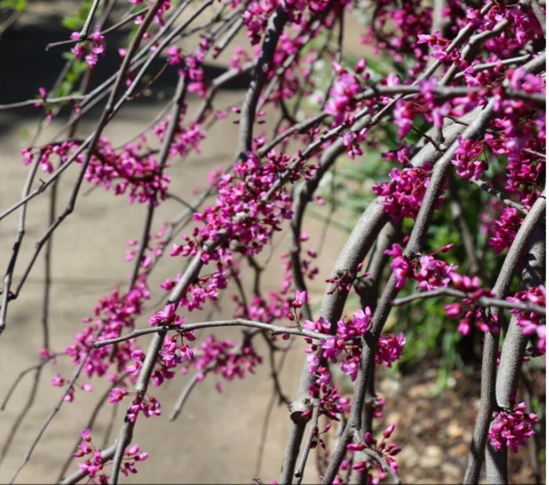 Cercis Canadensis RUBY FALLS Weeping Redbud Plant, 2-3 Ft Tall - Etsy