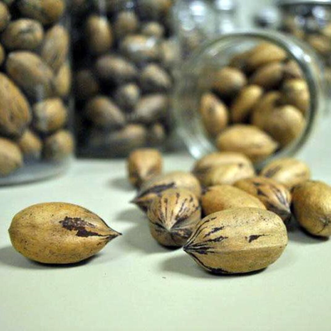 Desirable Pecan Tree 4-5 Ft, Grafted, Over Sized, Bare Root, Not for CA ...
