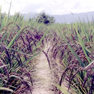 Black Rice 500 Seeds Forbidden Nutty Flavor Easy to Grow Organic Plants ...