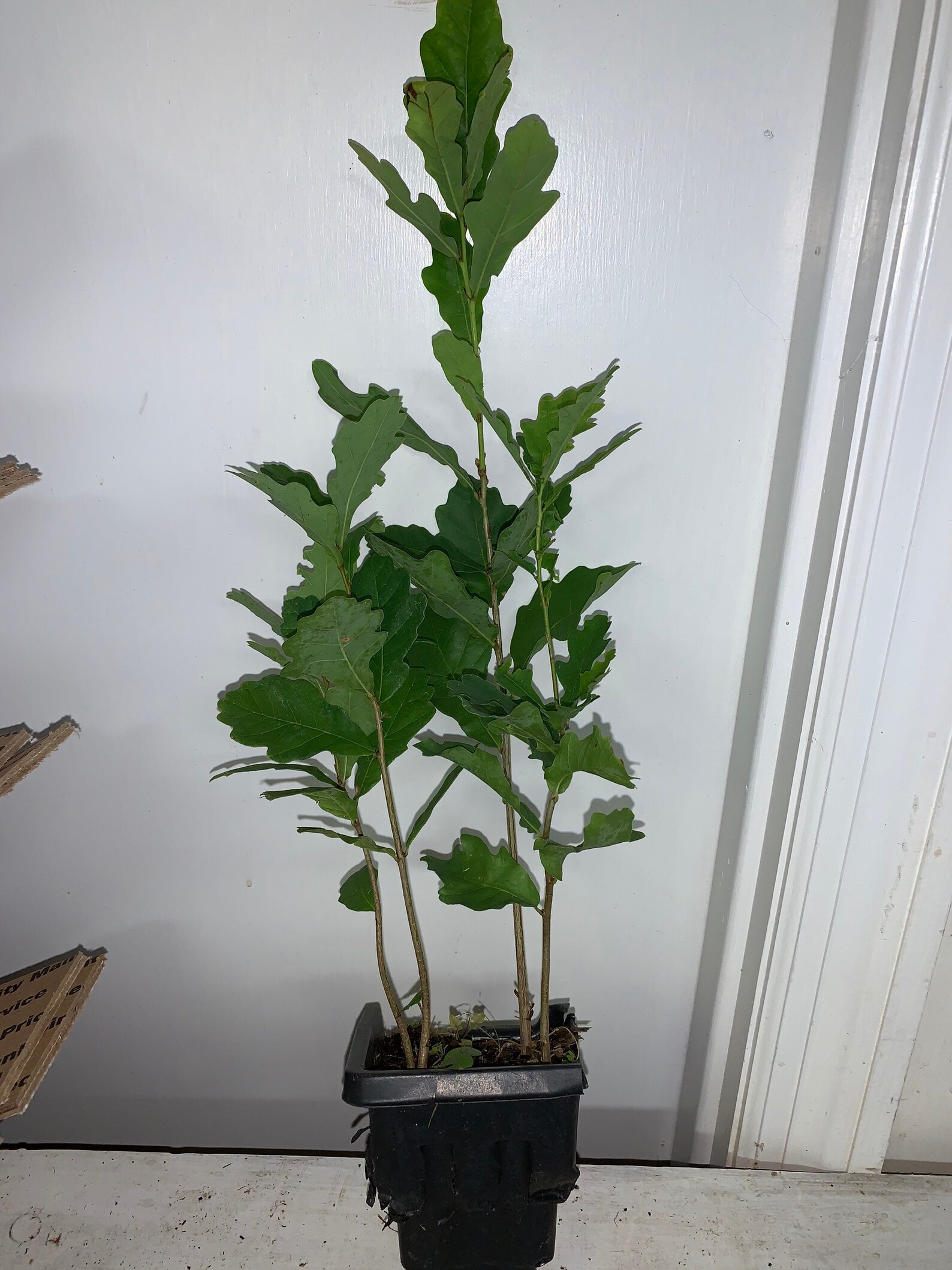 6 Plants Quercus Robur Fastigiata Columnar English Oak 1 - Etsy