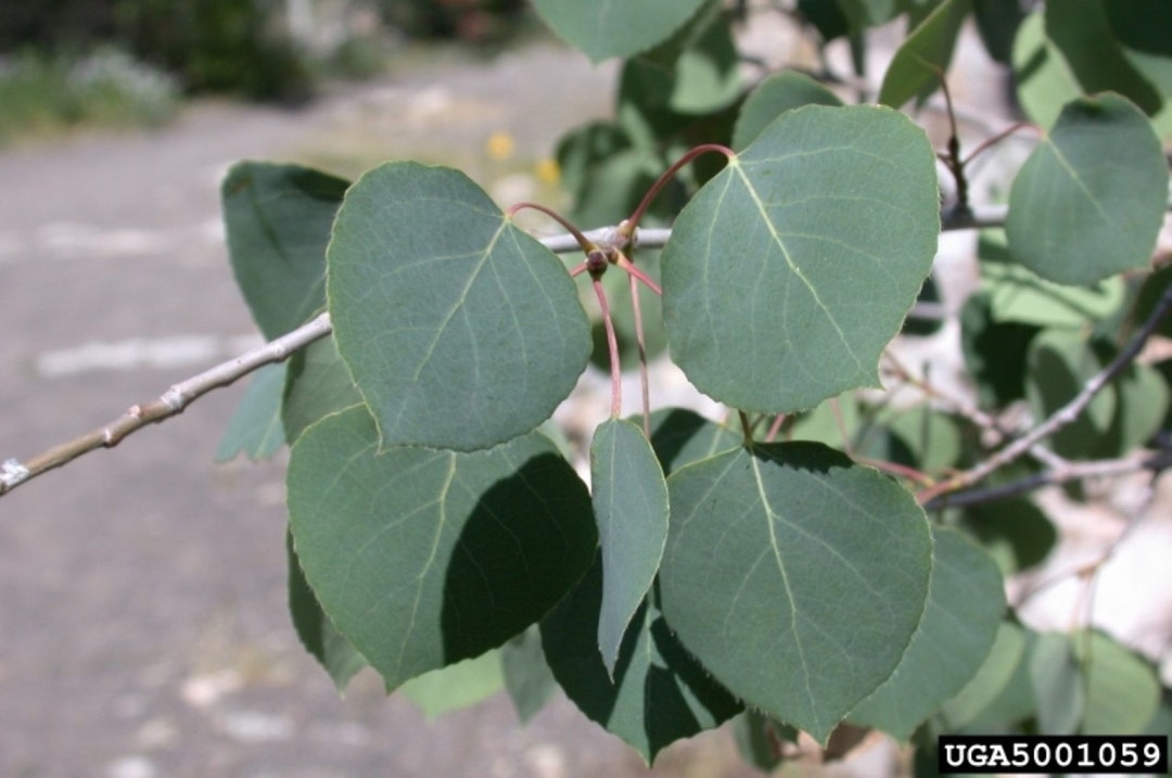 Quaking Aspen 1 Year Old Live Plant 12-18 Inches Tall - Etsy