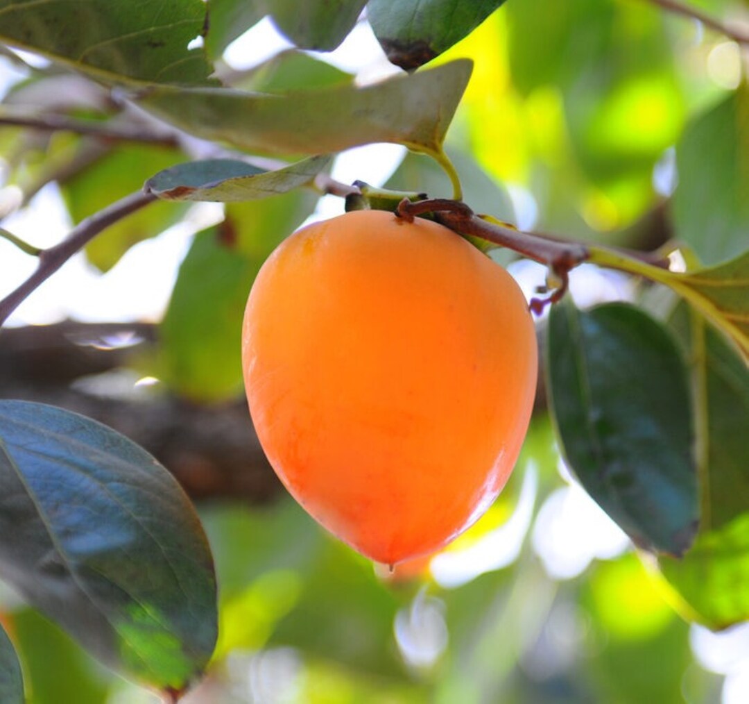 Hachiya Persimmon Tree 3-4 Ft. Bare-root Sent January to April - Etsy