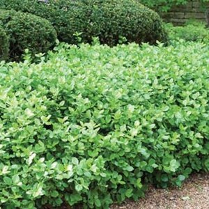 European Spindle Tree Euonymus Europaeus 10 Seeds - Etsy