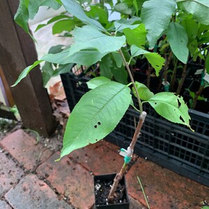 Indian Blood Cling Peach Grafted Bare Root 1 Year Old Plant - Etsy