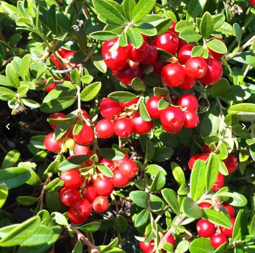 One Erntesegen Lingonberry Plant, Well Rooted Plant 3-5 Inches Tall - Etsy
