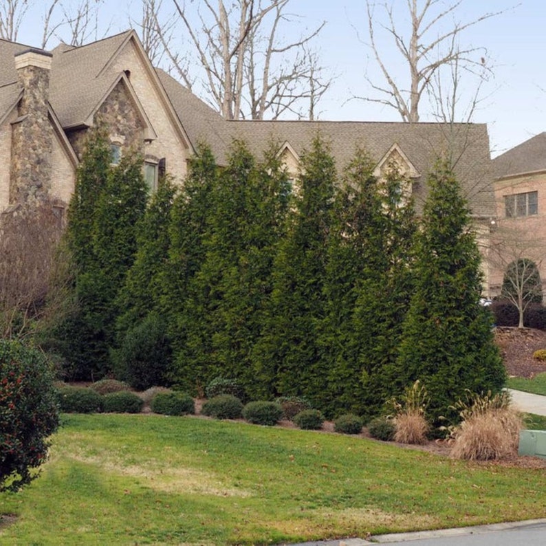 5-6 Ft Tall Potted Thuja Green Giant Tree, Thuja Plicata X Standishii ...