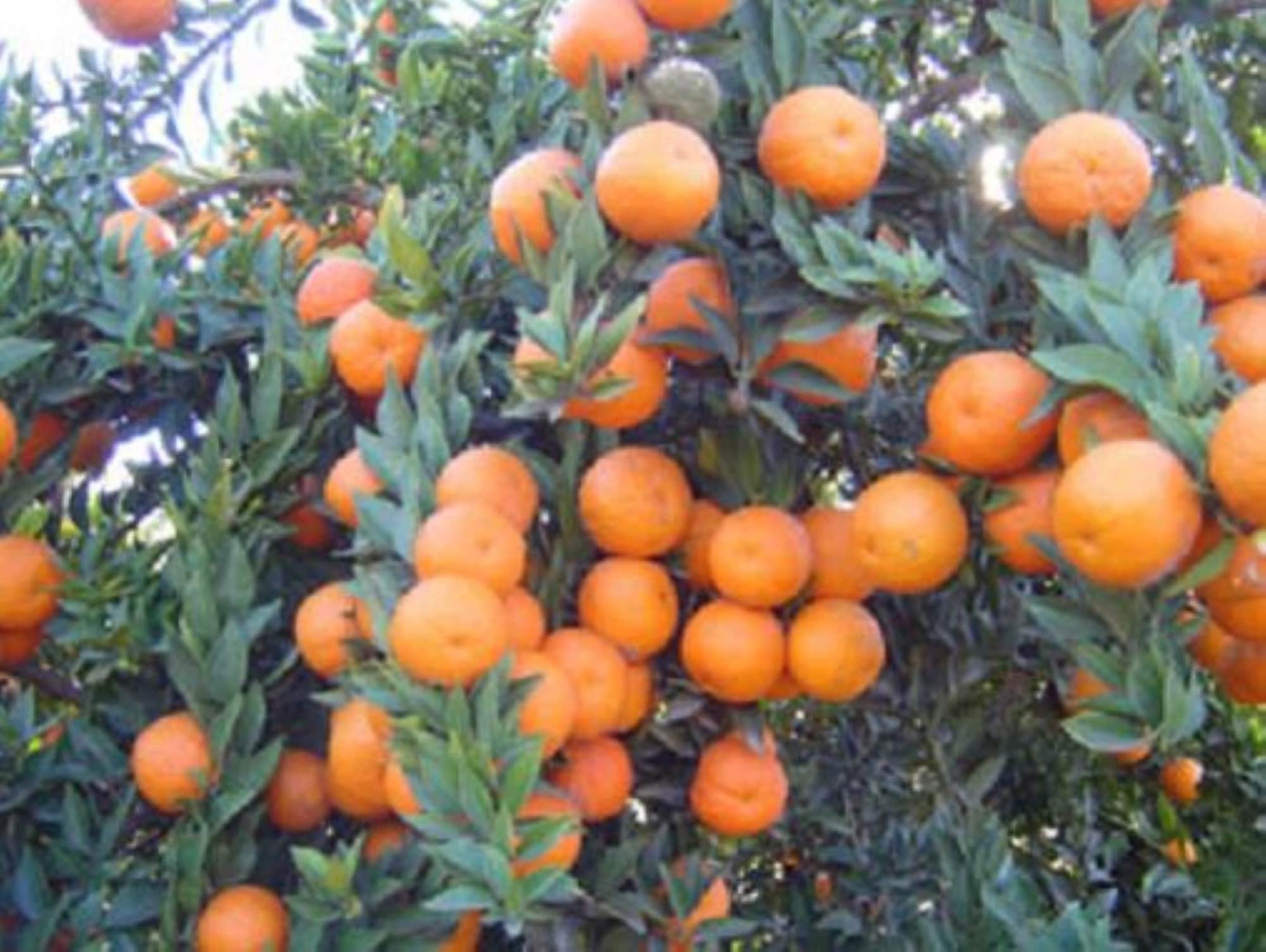Chinotto Fruit