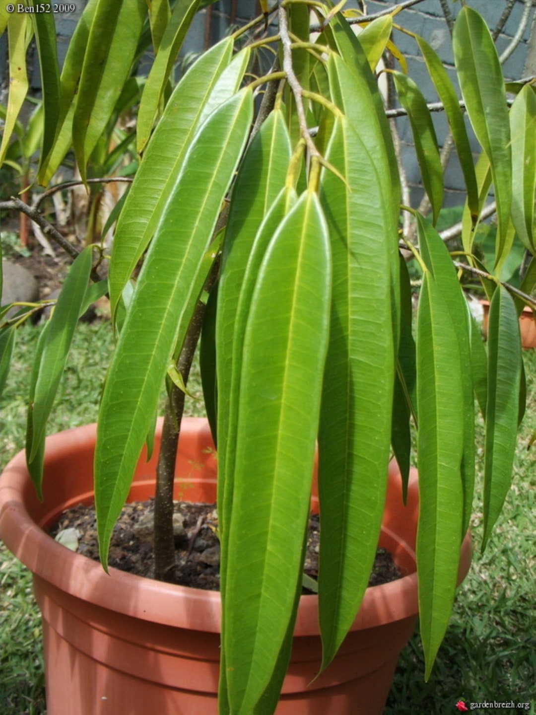 Ficus Maclellandii Alii, Banana-leaf Ficus, Fig ‘alii’, Rare Rooted ...
