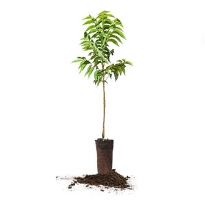 Elliott Pecan Tree 4-5 Ft, Grafted, Over Sized, Bare Root, Not for CA ...