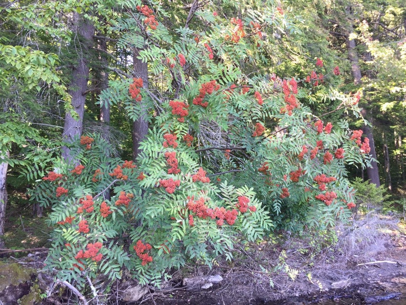 American Mountain Ash sorbus Americana 1-2 Year Old - Etsy