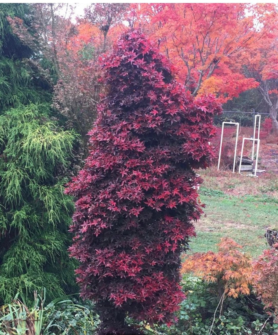 Acer Palmatum twomblys Red Sentinel Columnar Japanese Maple - Etsy
