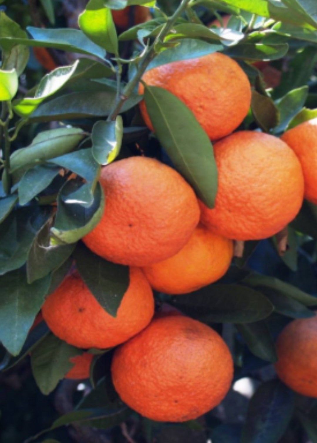 Florida Only! Sugar Belle Orange 26 – 30 Inches (citrus Reticulata ...