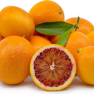 Florida Only! One Sanguinelli Blood Orange Tree, 26–30 Inches Tall ...