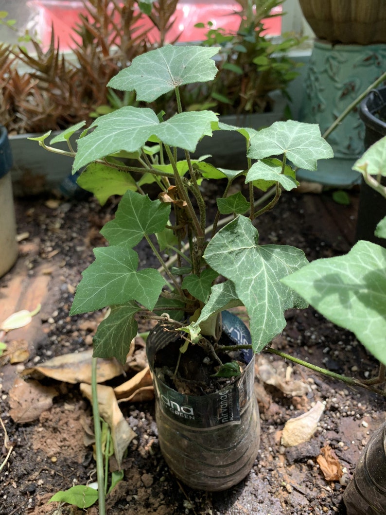 Ivy Hedera Helix Rooted Plant Baltic Ivy or Baltica Rare - Etsy