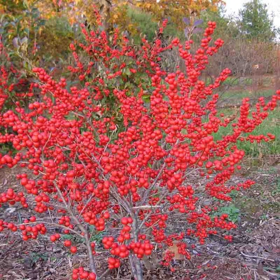 Winterberry Berry Poppins® Set of 2 Plants ilex Verticillata - Etsy