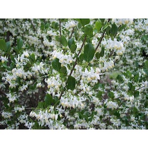 Styrax Wilsonii (wilson's Snowbell) 2 Year Old Live Plant 2-3 Ft Tall ...