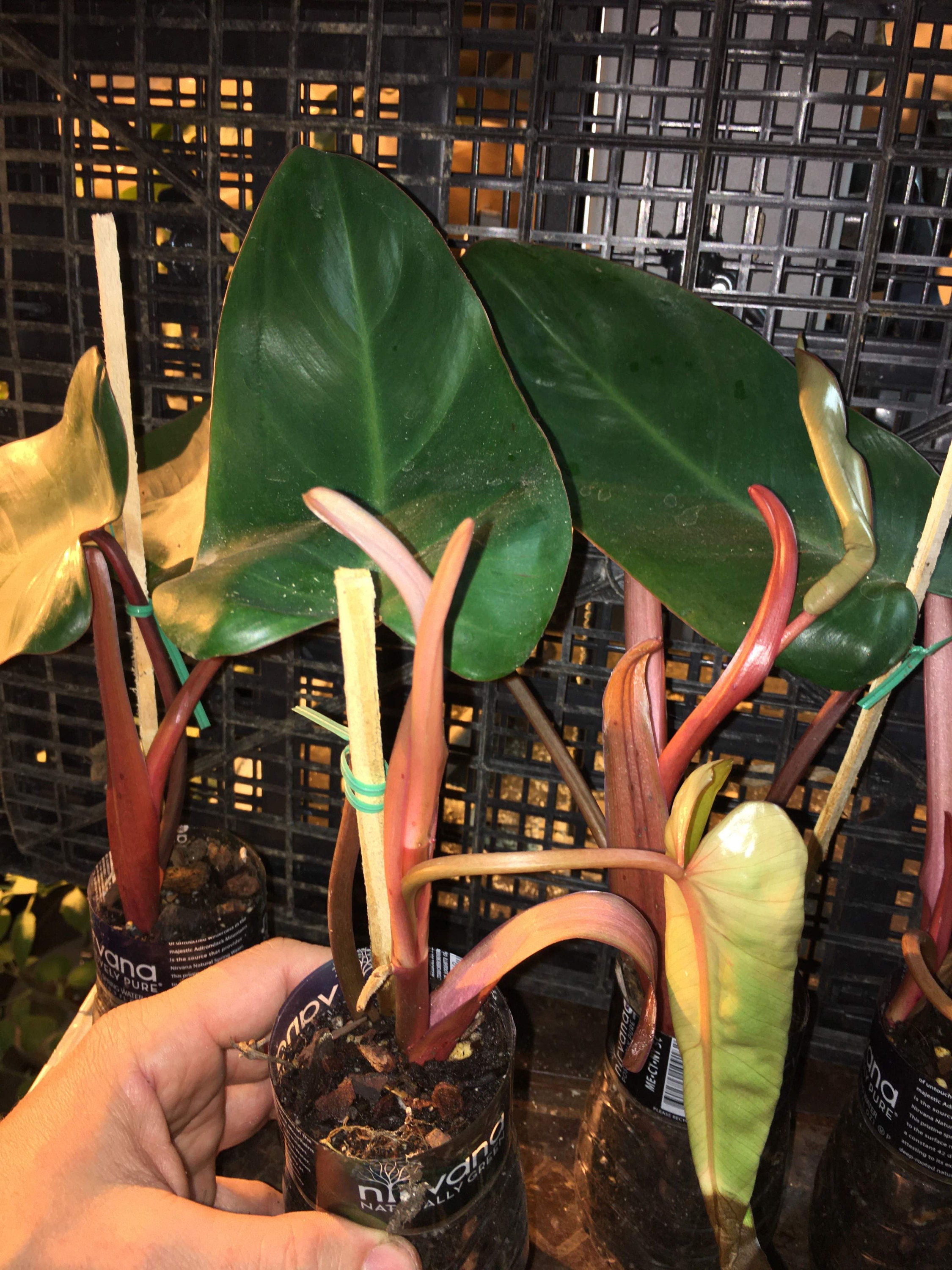 Philodendron Red Emerald Philodendron Erubescens planta de | Etsy