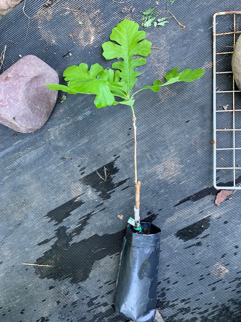 Hybrid Swamp X Bur Oak Quercus X Schuettei Grafted 1 Year Old - Etsy
