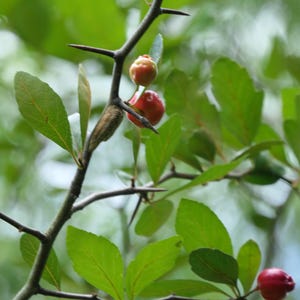 Western Mayhaw Tree 2-3 Ft Tall Tree (crataegus Aestivalis) Can Not ...