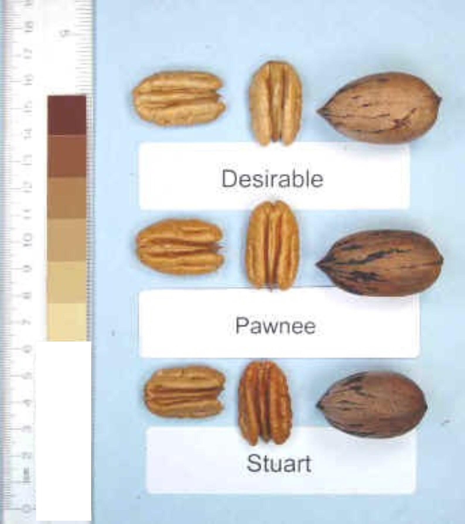 Desirable Pecan Tree 4-5 Ft, Grafted, Over Sized, Bare Root, Not for CA ...