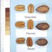 Desirable Pecan Tree 4-5 Ft, Grafted, Over Sized, Bare Root, Not for CA ...