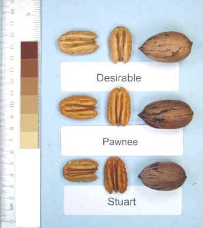 Desirable Pecan Tree 4-5 Ft, Grafted, Over Sized, Bare Root, Not for CA ...
