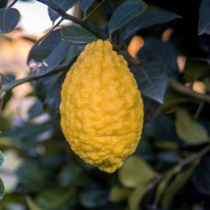 Etrog Citron Tree, 2.5 Inch Pot, No Ship Az, Ca, Fl, La, Tx, Hi, Ak - Etsy