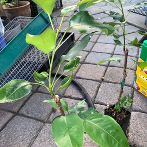Shin Li Asian Hybrid Pear Tree, Grafted Plant 1 Year Old 6-10 Inches ...