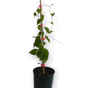 Schisandra Chinensis ‘eastern Prince’ Live Plant, 1 Gallon Size - Etsy