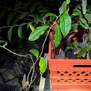 Ruby Autumn Olive 12-16 Inches Rooted Plant 1 Year Old - Etsy