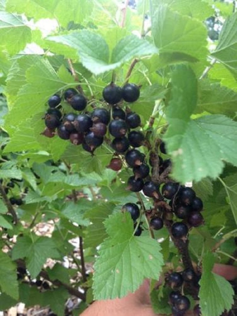 14-20" Tall Black Currant Consort, 1 Well Rooted Plant - Etsy