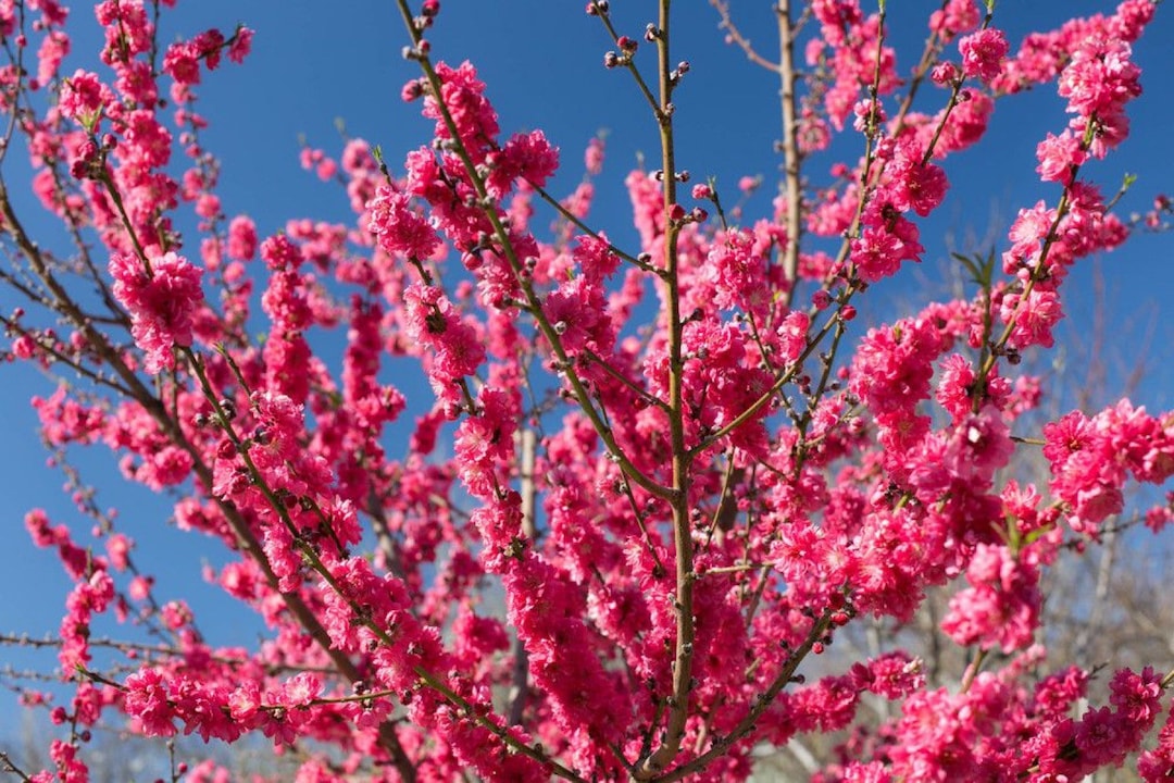 Red Baron Peach Tree 6-12” Tall, Fruit Tree- Flavorful, Juicy Freestone ...