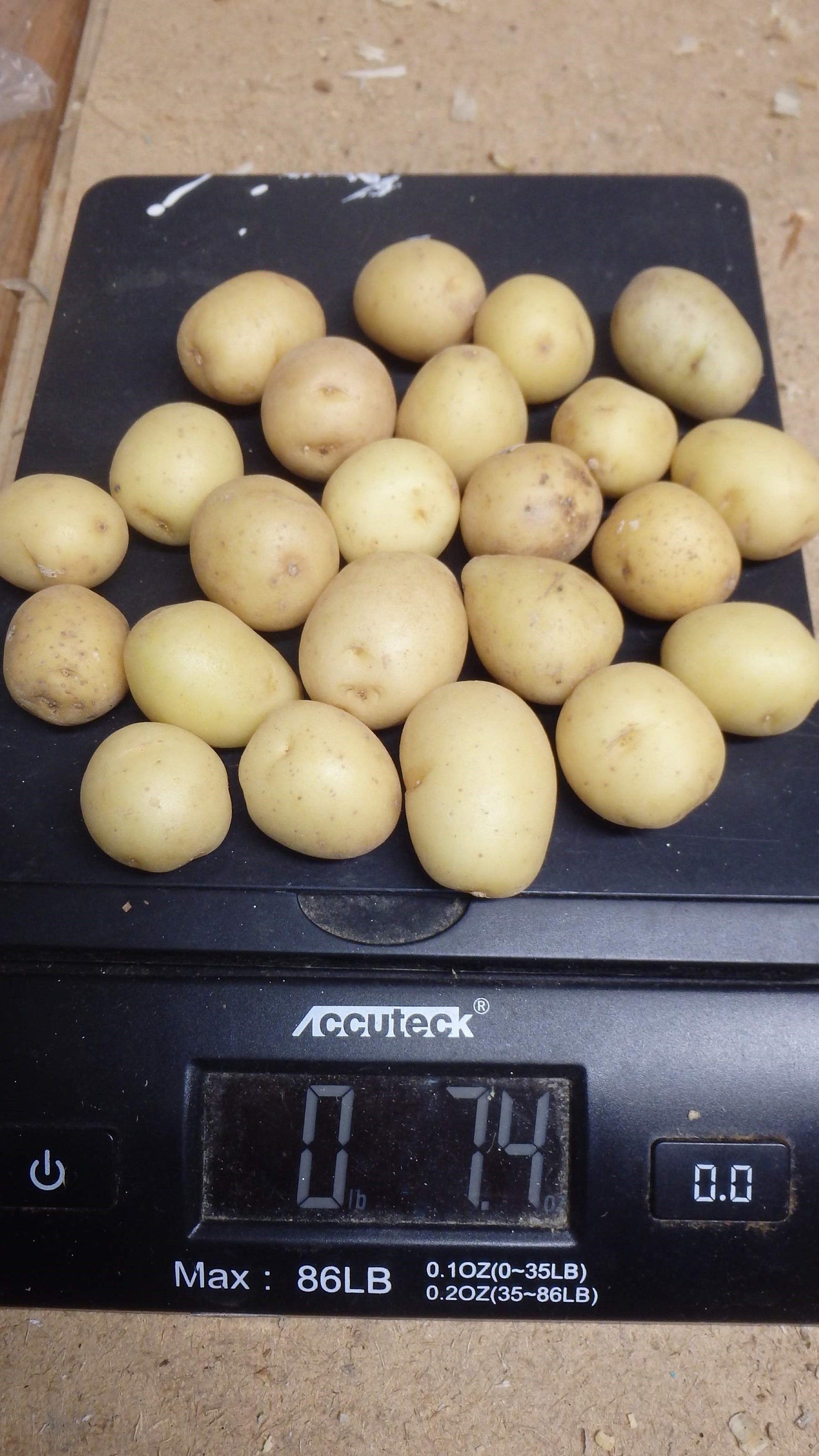 20 Small ORGANIC White Skin White Flesh SEED Potato Tubers, Solanum ...