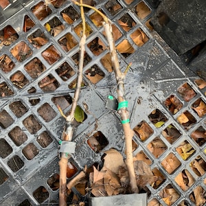 Shin Li Asian Hybrid Pear Tree, Grafted Plant 1 Year Old 4-6 Inches ...