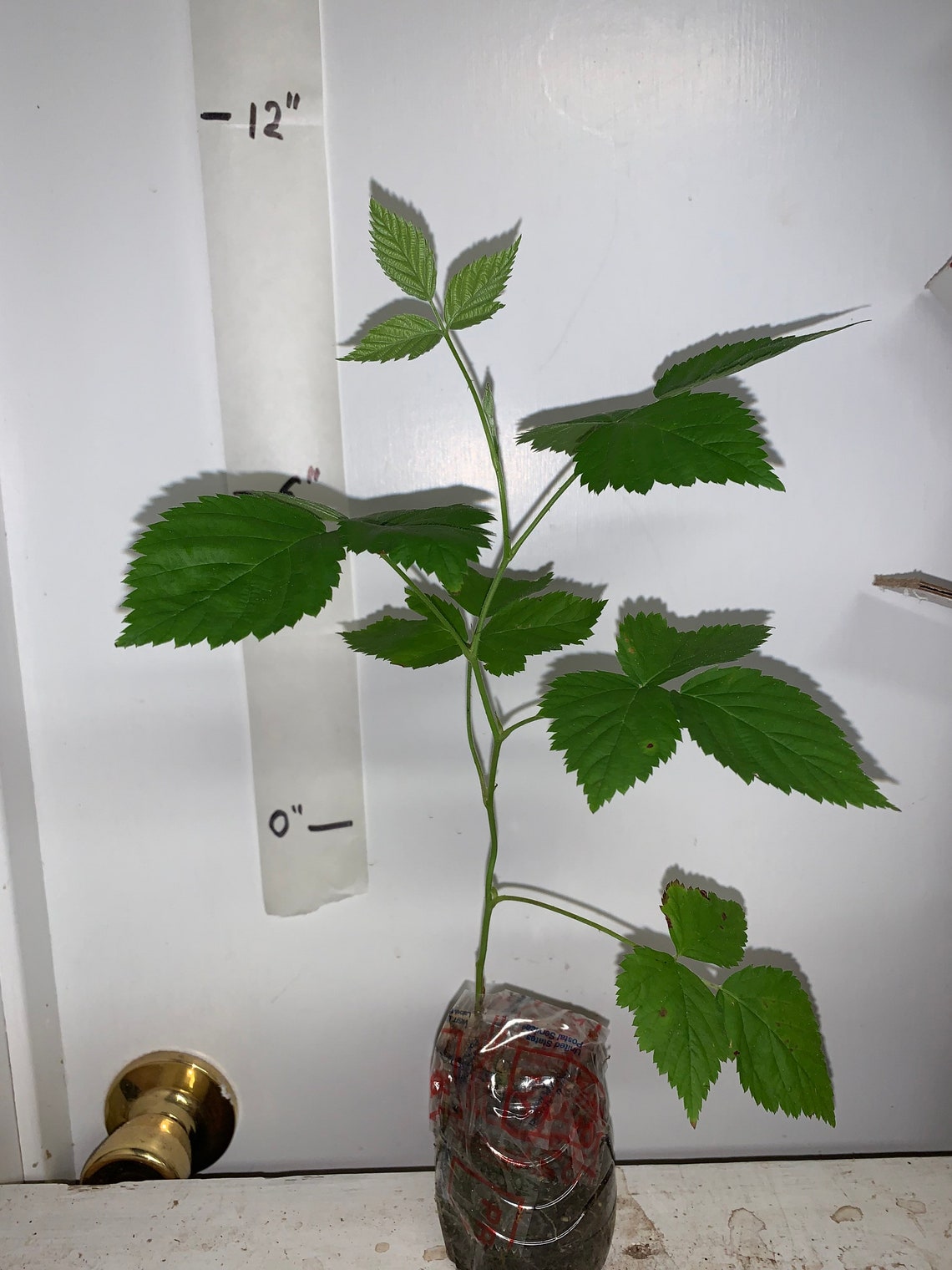 Caroline Red Raspberry 1 Year Old Plant 3.5 Inch Pot | Etsy