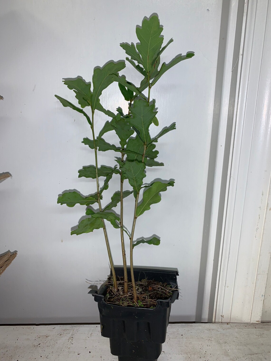 6 Plants Quercus Robur Fastigiata Columnar English Oak 1 - Etsy