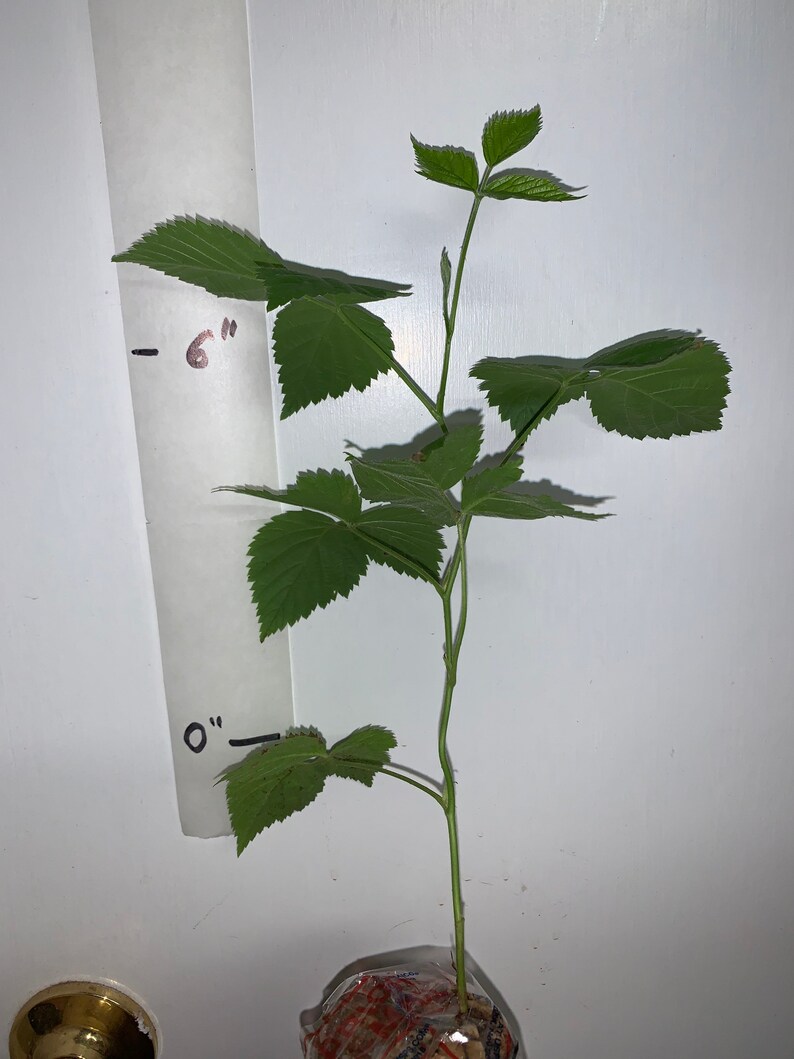 Caroline Red Raspberry 1 Year Old Plant 3.5 Inch Pot - Etsy