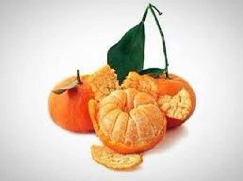 California Only! Clementine/ Algerian Semi-dwarf Mandarin, 18-36 Inches ...