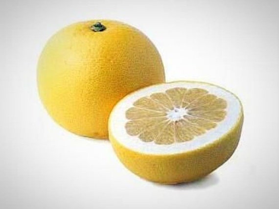 California Only Oro Blanco Grapefruit Tree 1-2 Feet Tall - Etsy