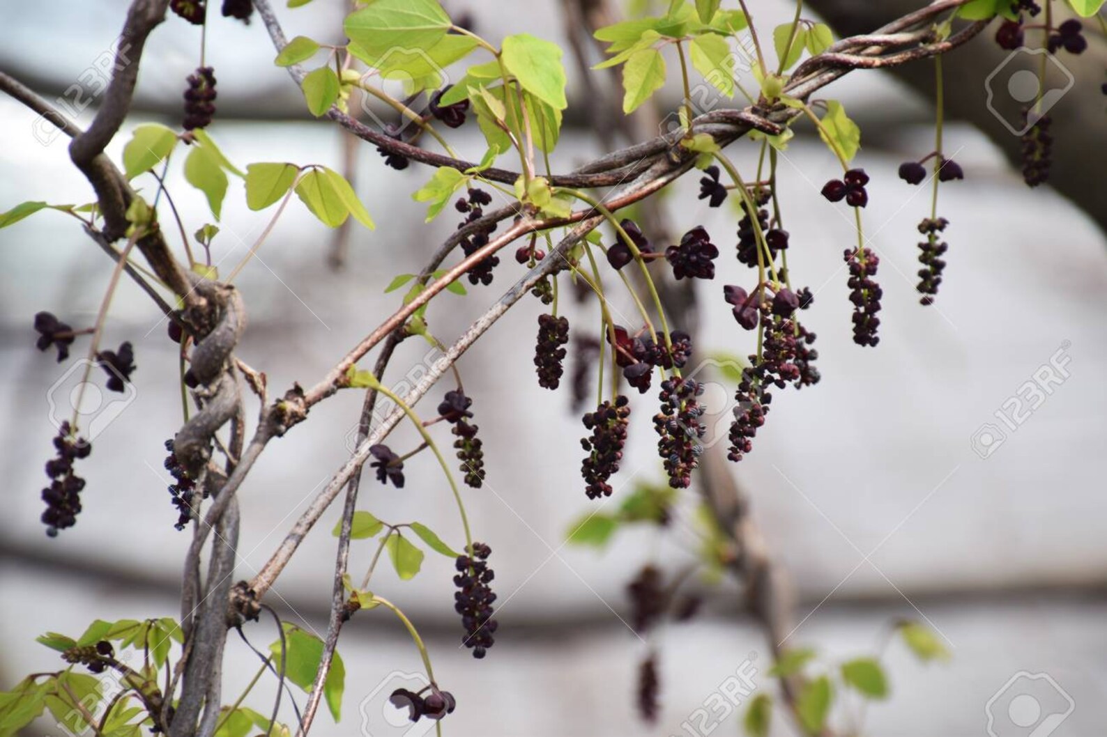 6 Scion Cuttings of Akebia Quinata (aka Chocolate Vine) - Etsy