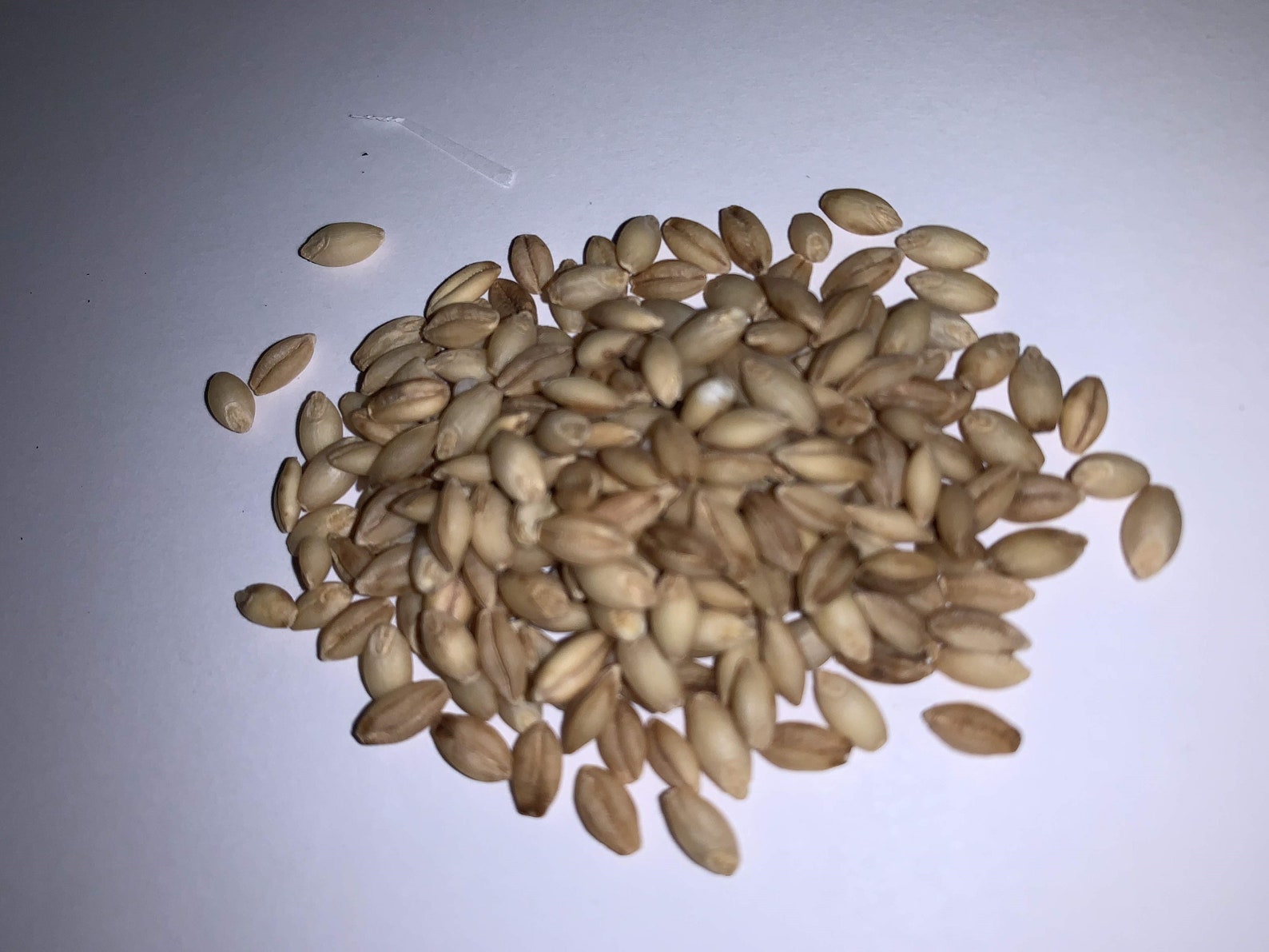 200 Seeds of Barley High Germination Rate, Heirloom Non-gmo Fresh Seeds ...