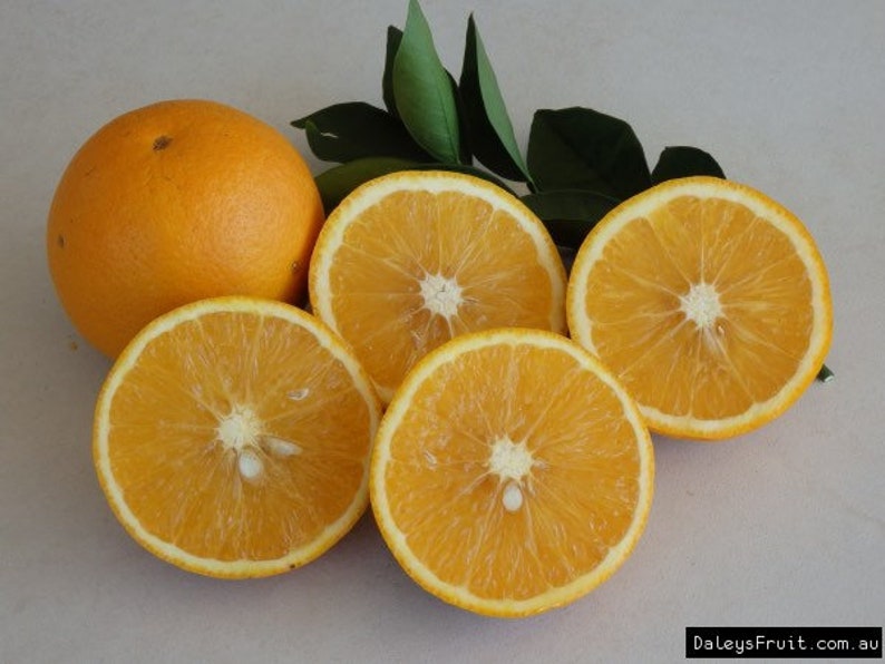 Hamlin Orange Tree, 1-2 Feet Tall, Grafted, No Ship Az, Ca, Fl, La, Tx ...