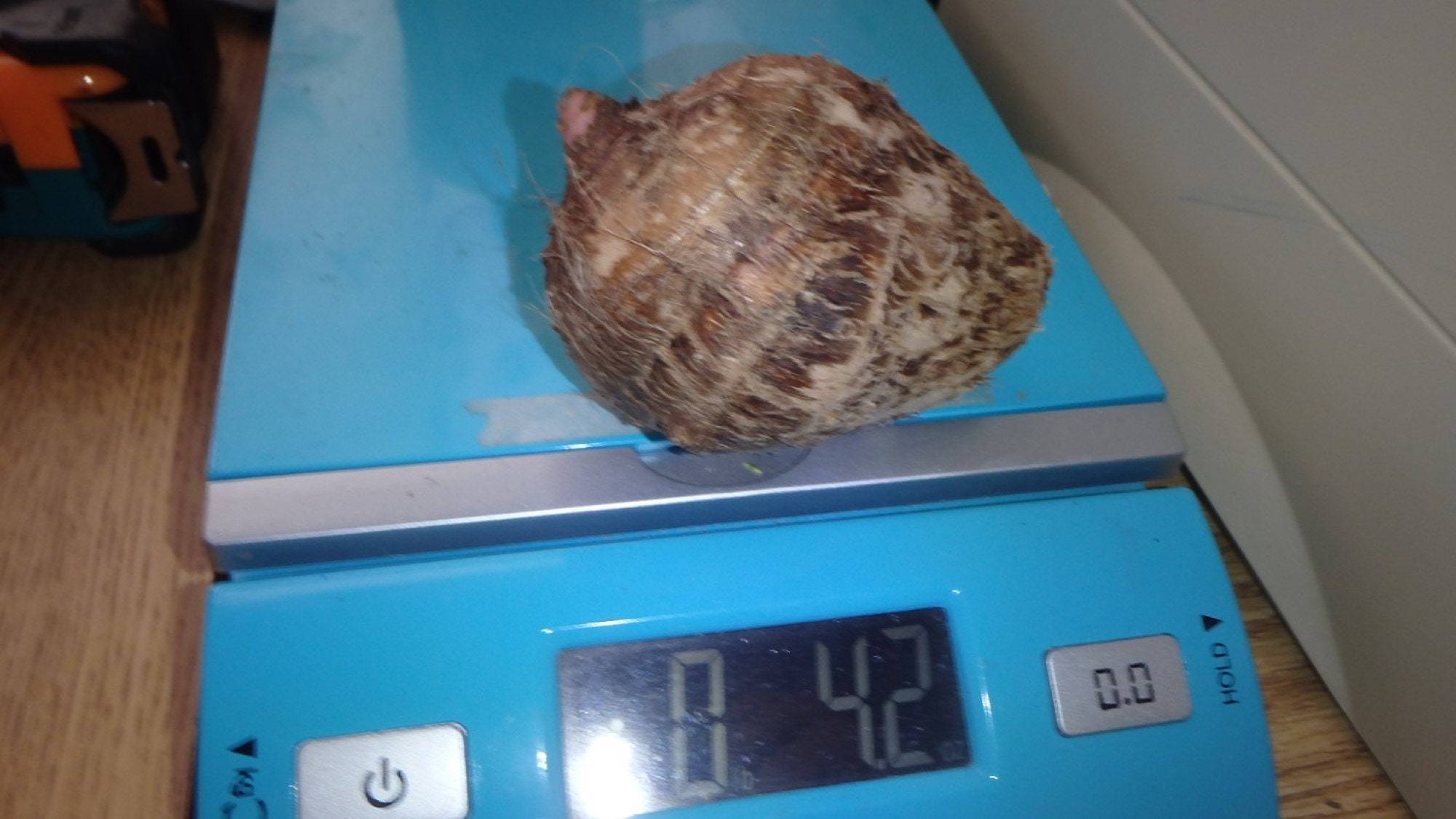 Two(2) Taro Elephant Ear Tubers (coco Yam Colocasia Esculenta Edible ...